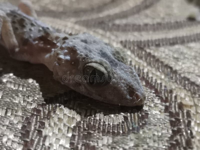 Closeup Shot of the Face of a Reptile on a Patterned Surface Stock ...