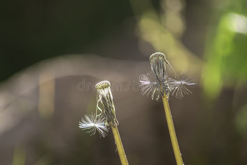 A Closeup Shot of a Falling Dandelion Against a Sunlight Having Blur ...
