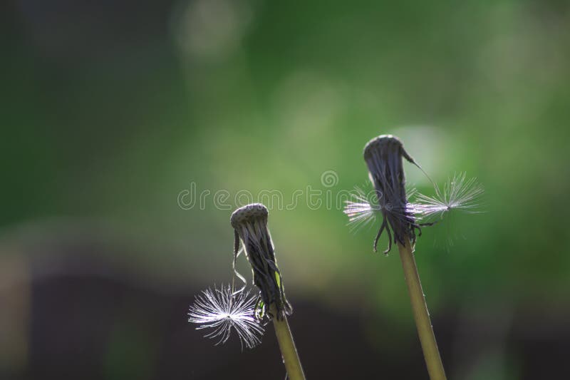 A Closeup Shot of a Falling Dandelion Against a Sunlight Having Blur ...