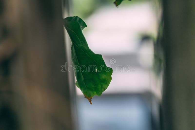 Closeup Shot of a Falling Green Leaf Stock Image - Image of isolated ...
