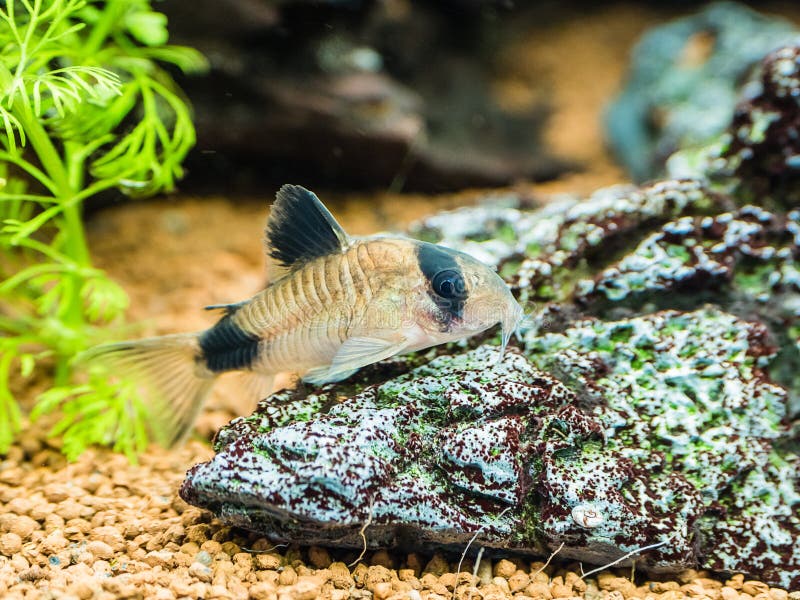 Bandit Cory Stock Photos - Free & Royalty-Free Stock Photos from Dreamstime