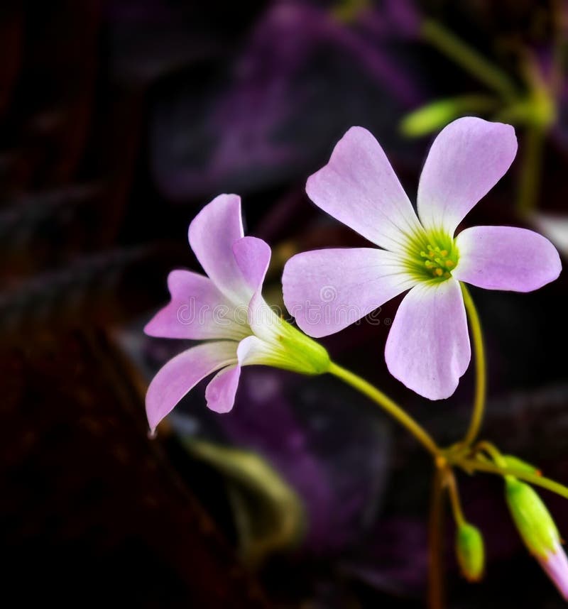 Closeup Shot of False Shamrock Flowers, Oxalis Triangularis Stock Photo ...