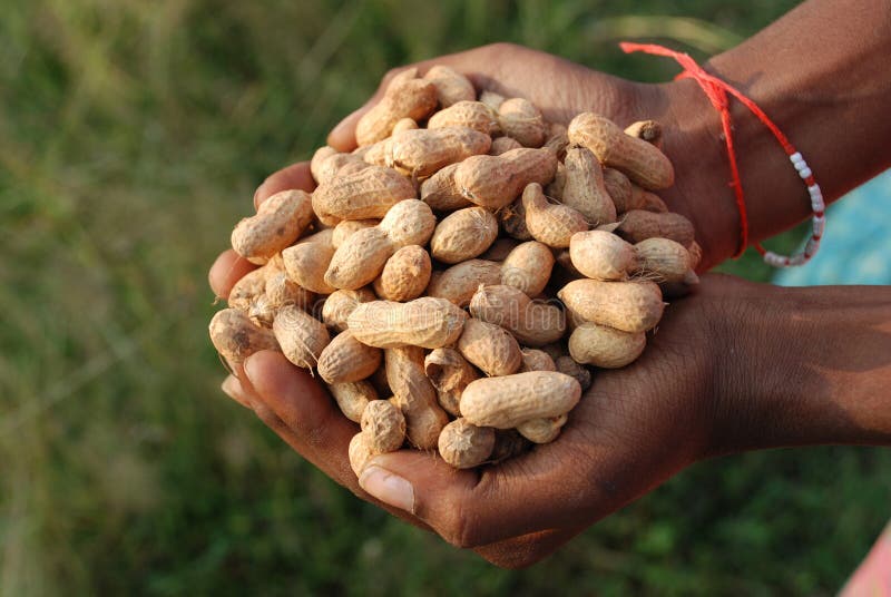 Holding Groundnuts Stock Photos - Free & Royalty-Free Stock Photos from ...