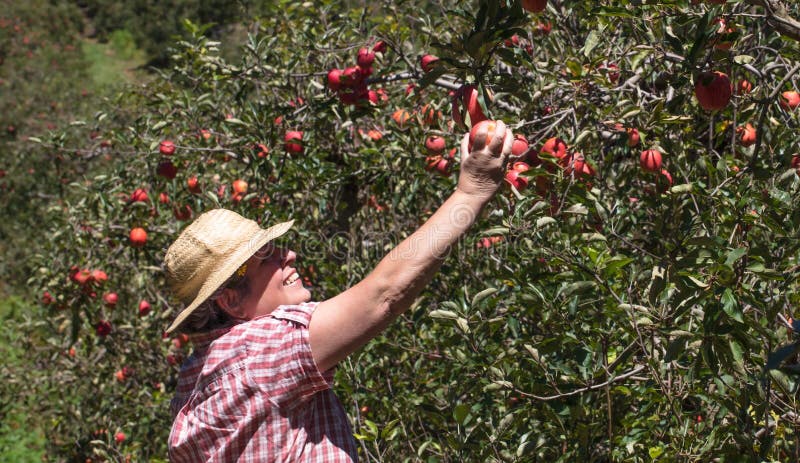 Closeup Shot of a Female Farmer Picking Apples from a Tre Stock Photo ...