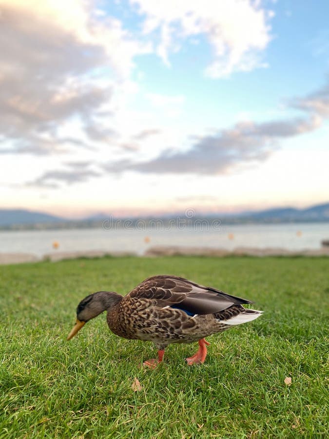 Closeup Shot of a Female Mallard Duck Stock Image - Image of nature ...