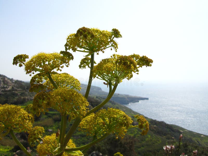 Closeup Shot of Ferula Melitensises on the Maltese Coastline Stock ...