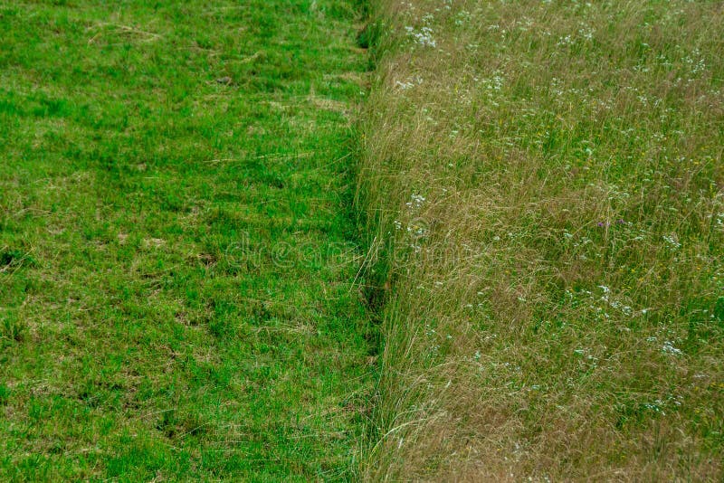 Closeup Shot of a Field with Grass Mowed Half at Daytime Stock Image ...