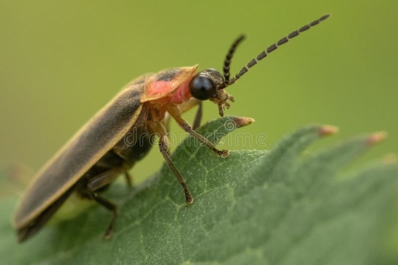 Closeup Shot of a Firefly Beetle on a Green Leaf Stock Photo - Image of ...