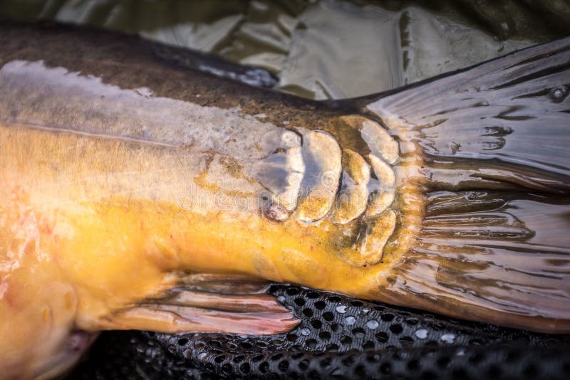 Closeup Shot of a Fish Carp S Tail Stock Photo - Image of tail, carp ...