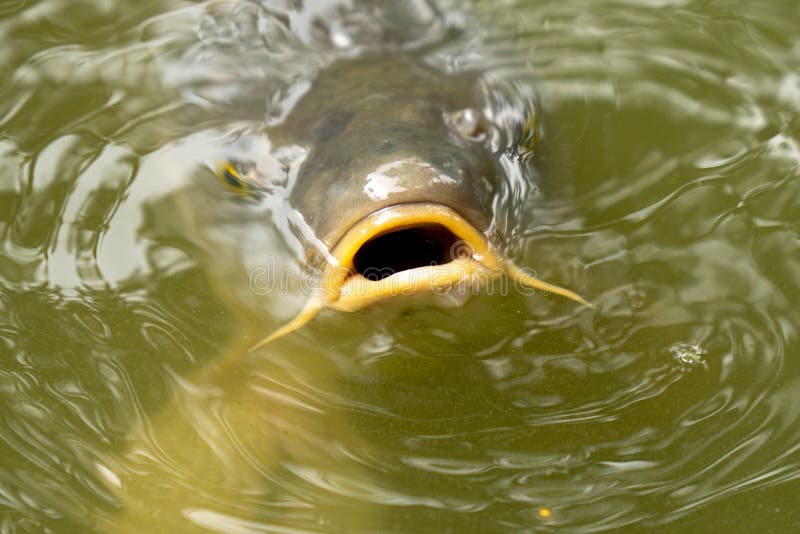 Closeup Shot of a Fish in a Lake Stock Image - Image of summer ...