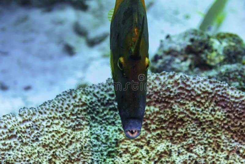 Closeup Shot of a Fish Swimming Towards the Camera Stock Photo - Image ...