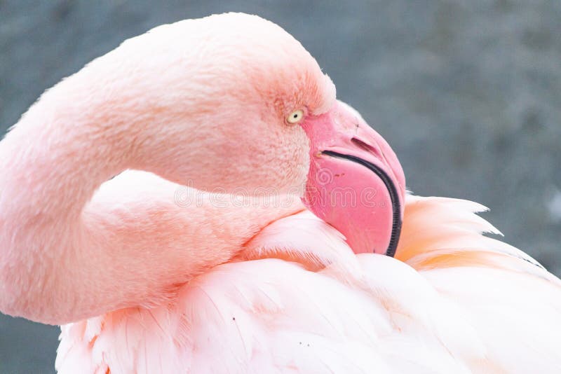 Closeup Shot of a Flamingo Resting Its Head on Its Back Stock Photo ...