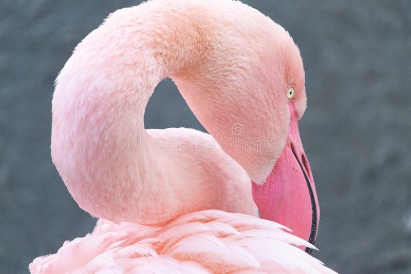Closeup Shot of a Flamingo Resting Its Head on Its Back Stock Photo ...