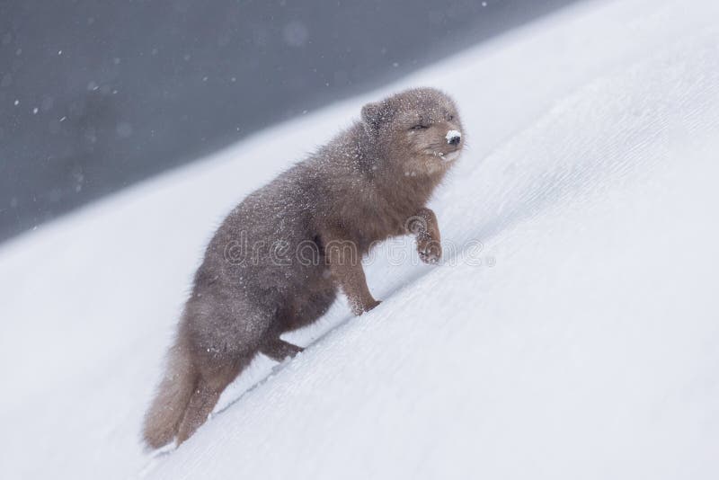 Closeup Shot of a Fluffy Arctic Fox in the Snow Stock Image - Image of ...