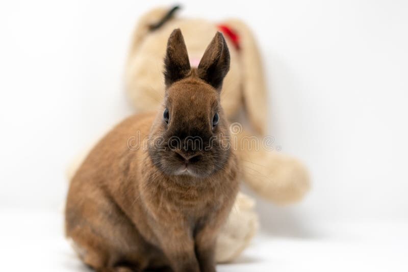 Closeup Shot of a Fluffy Brown Rabbit Next To a Stuffed Rabbit Toy ...