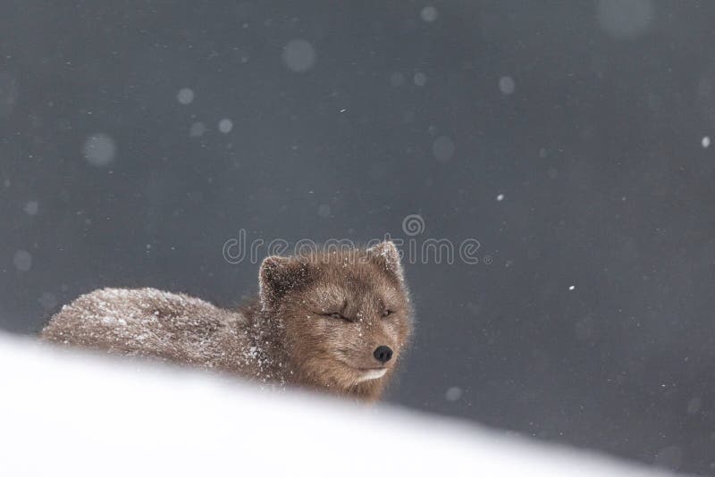 Closeup Shot of a Fluffy Cute Arctic Fox in the Snow Stock Photo ...