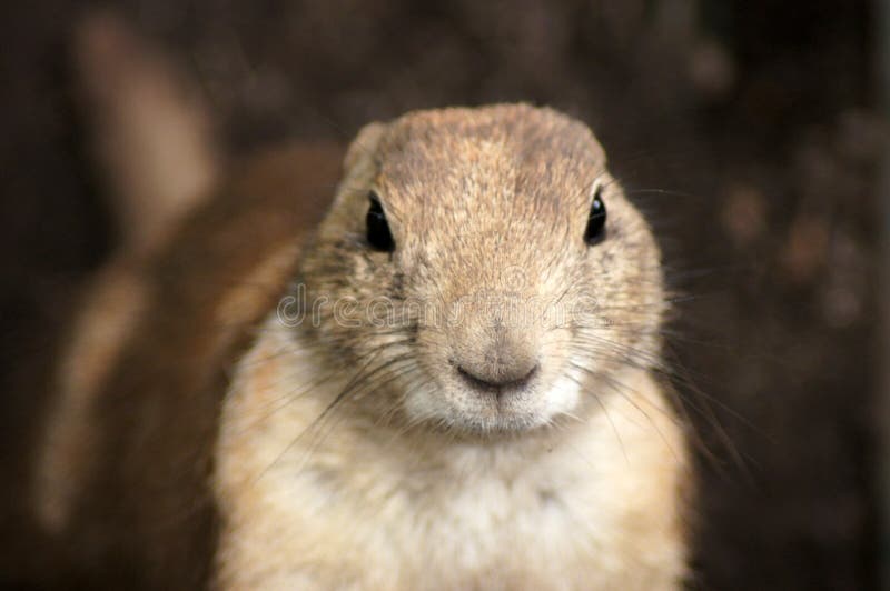 Closeup Shot of a Fluffy Gopher Stock Image - Image of safari, park ...