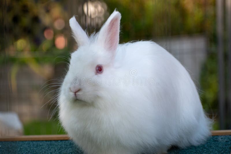 Closeup Shot of a Fluffy White Bunny with Bright Red Eyes Stock Photo ...
