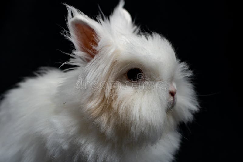 Closeup Shot of a Fluffy White Rabbit Stock Image - Image of little ...