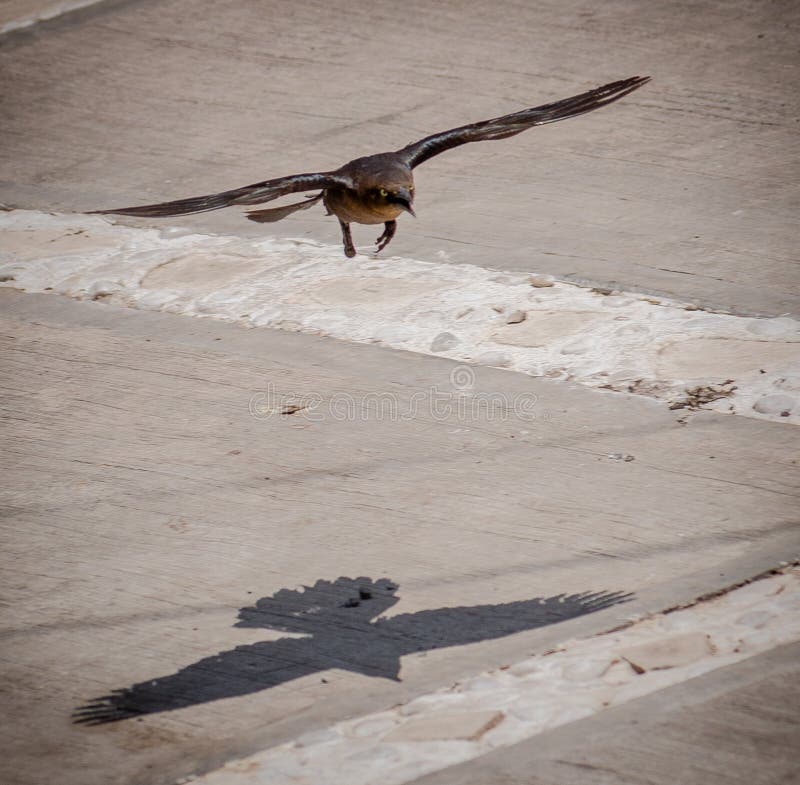 Closeup Shot of a Flying Bird and Its Shadow on the Ground Stock Image ...