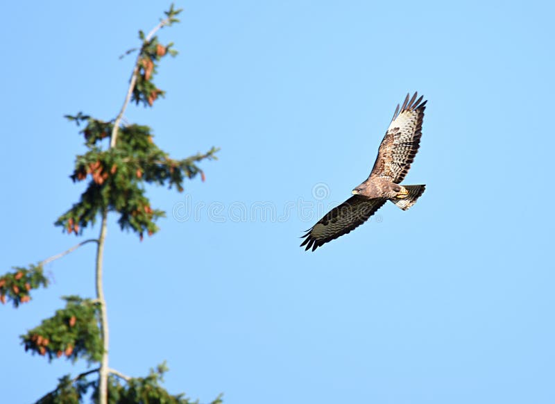 Closeup Shot of a Flying Common Buzzard in the Sky Stock Photo - Image ...