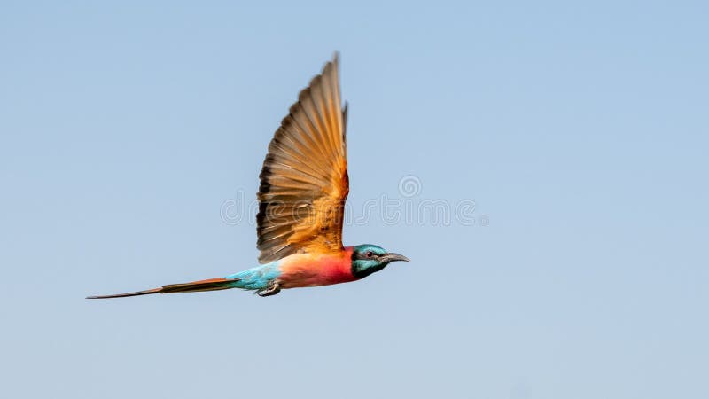 Closeup Shot of a Flying European Roller Bird Stock Photo - Image of ...