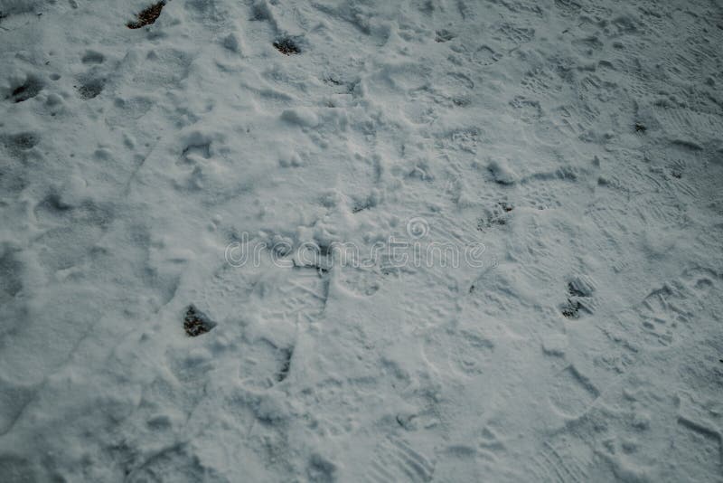 Closeup Shot of Footsteps in the Snow Stock Image - Image of track ...