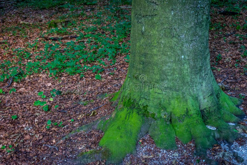 Closeup Shot of a Forest Tree Bottom Part with Moss on Background of ...