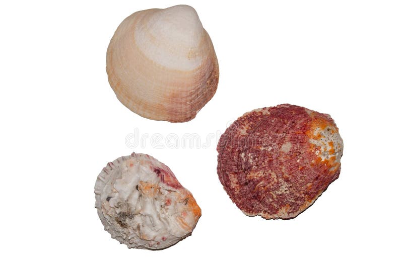 Four Shells with Shadows on the White Background Stock Illustration ...