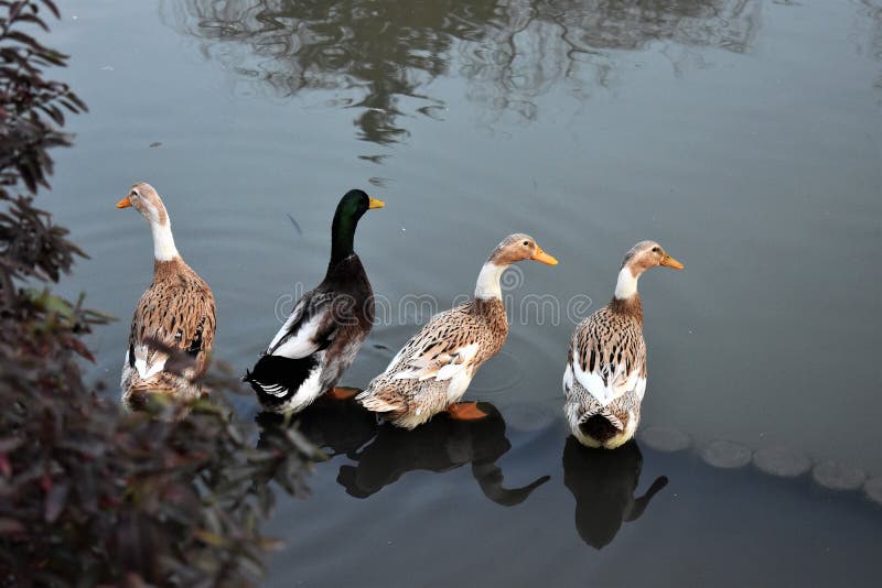 Closeup Shot of Four Ducks Sitting in a Pond and Looking Around on a ...