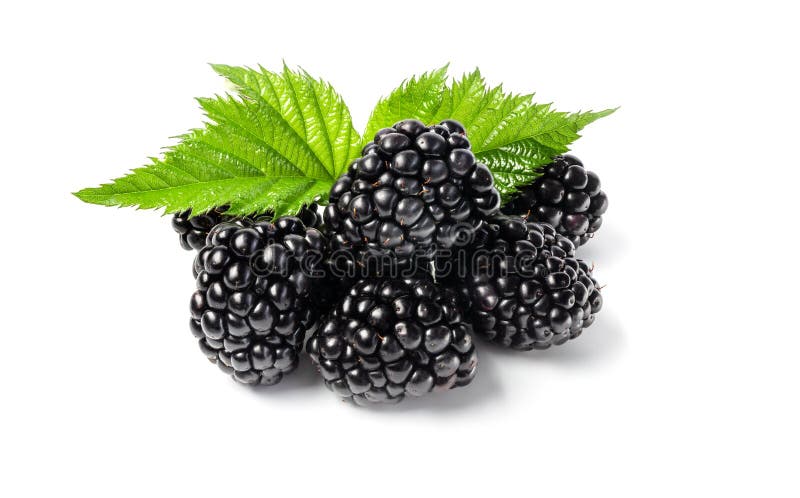 Blackberries Isolated on White Background. Mure Stock Photo - Image of ...