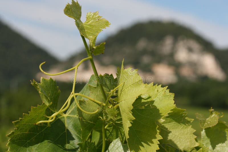 Closeup Shot of the Fresh Green Leaves of a Grape Tree Stock Photo ...