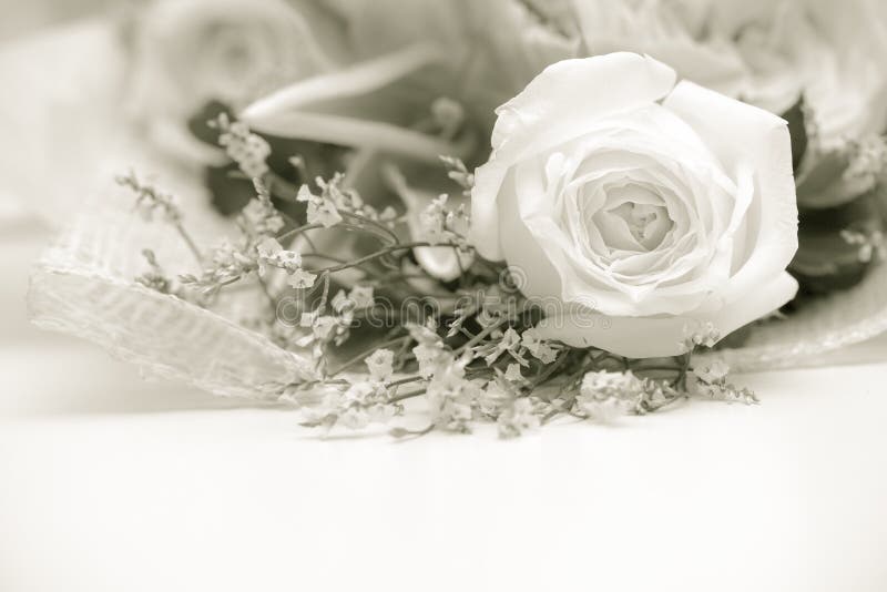 Closeup Shot of Fresh Rose and Processed in Vintage Style Stock Image ...