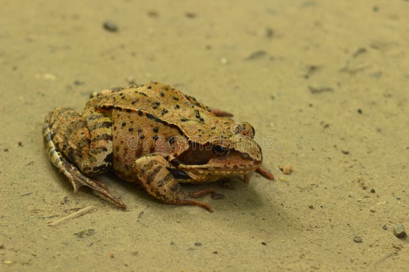 Closeup Shot of a Frog at a Beach during the Day Stock Photo - Image of ...