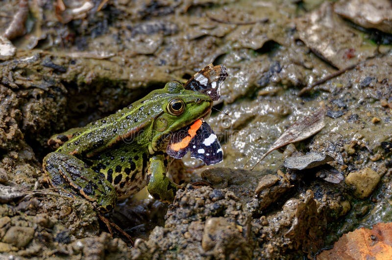 1,361 Butterfly Frog Stock Photos - Free & Royalty-Free Stock Photos ...