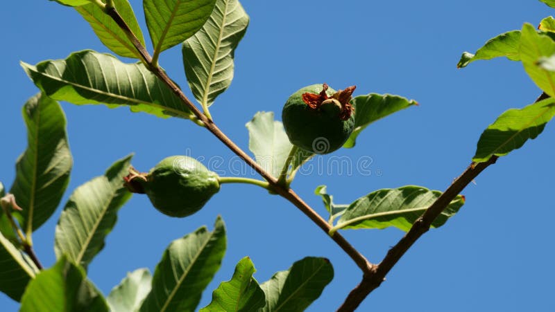 Closeup Shot of Fruit Buds on a Tree Stock Image - Image of food ...