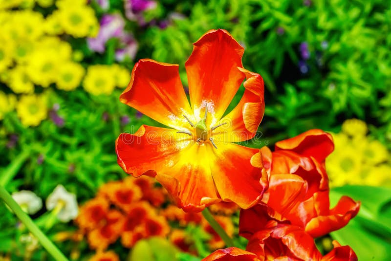 Closeup Shot of a Fully Open Red Orange Tulip in a Garden Stock Image ...