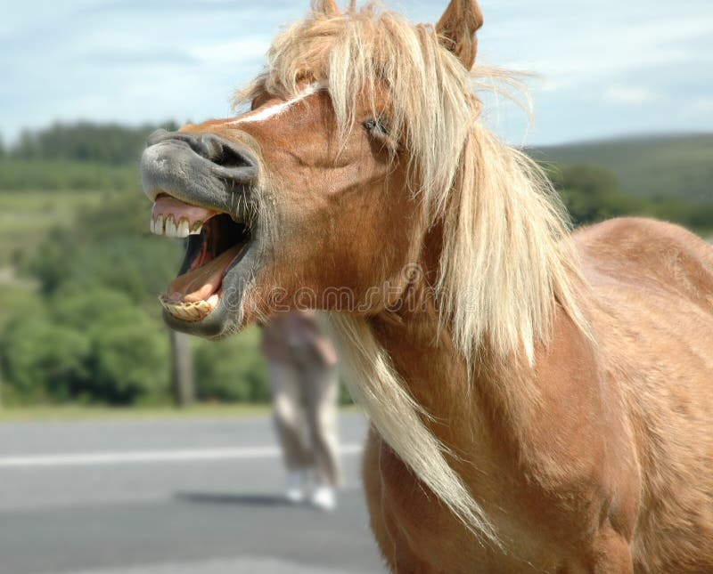 Closeup Shot of a Funny Laughing Horse Stock Photo - Image of freedom ...