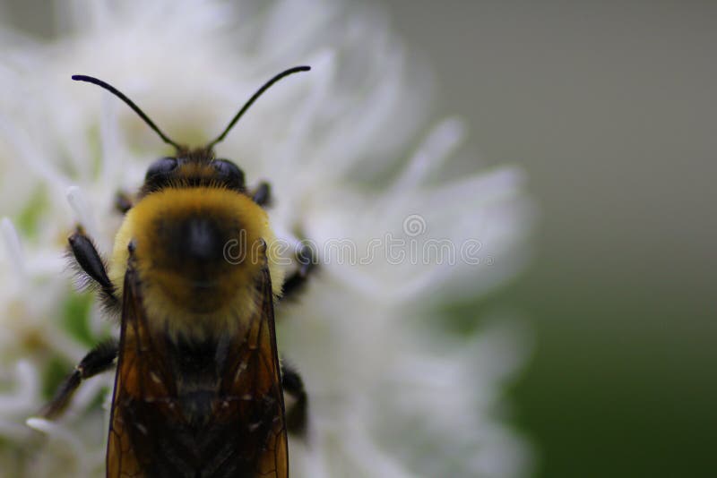 Fuzzy Yellow Bumblebee on Flower Stock Image - Image of outdoors, wild ...