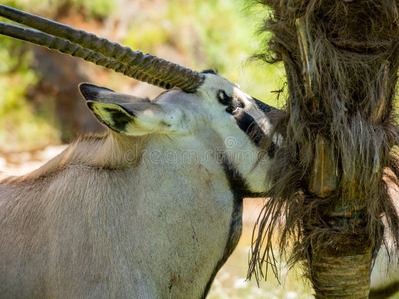 Antelope feeding her young stock image. Image of young - 27227757