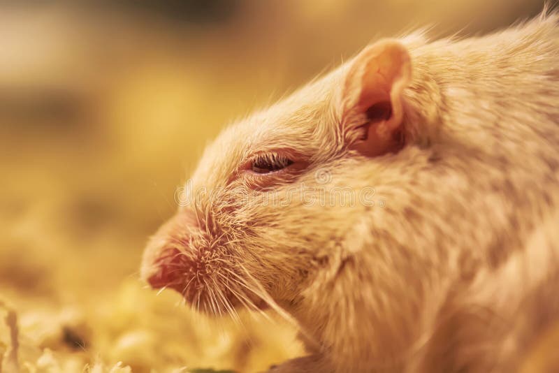 Closeup Shot of Gerbil or Desert Rats Stock Image - Image of ...