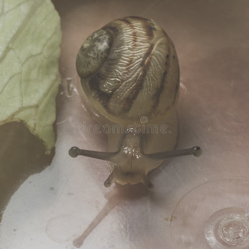 Closeup Shot of a Giant Snail Eating a Green Leaf Stock Photo - Image ...