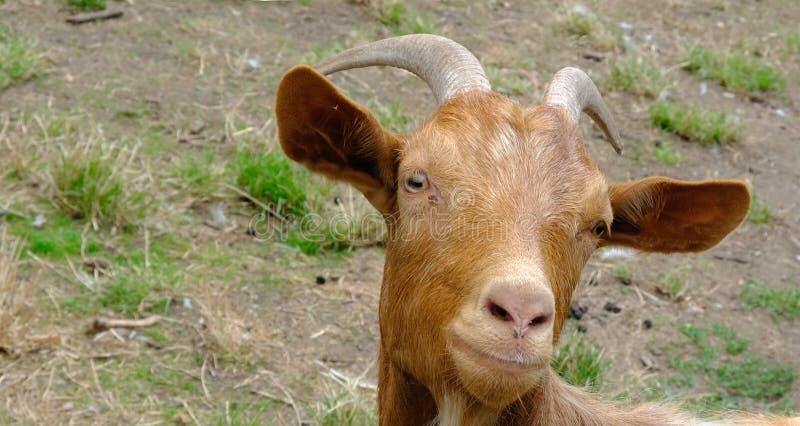 Closeup Shot of a Ginger Goat`s Head Stock Image - Image of space ...