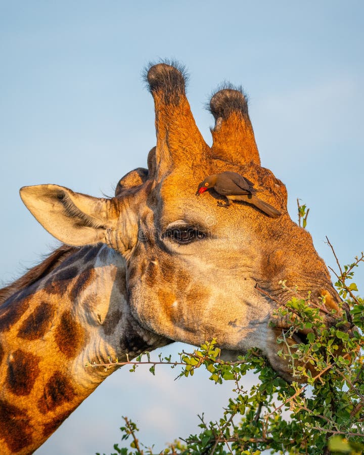 A Giraffe Eating Leaves Off the Tall Tree in a Grassy Area Stock Image ...