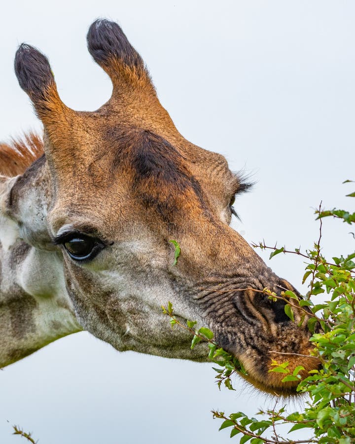 Closeup Shot of a Giraffe Eating a Tree Under the Sunlight at Daytime ...