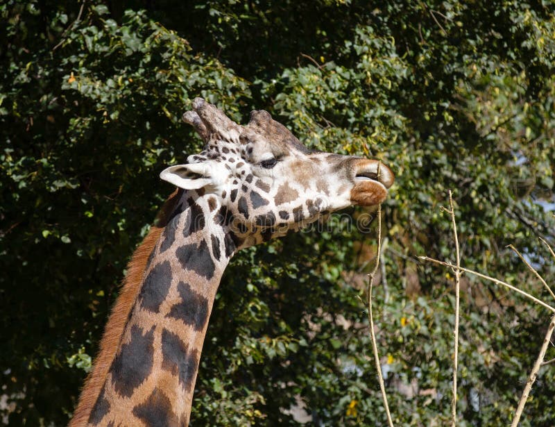 Closeup Shot of a Giraffe Reaching for Food on Trees Stock Image ...