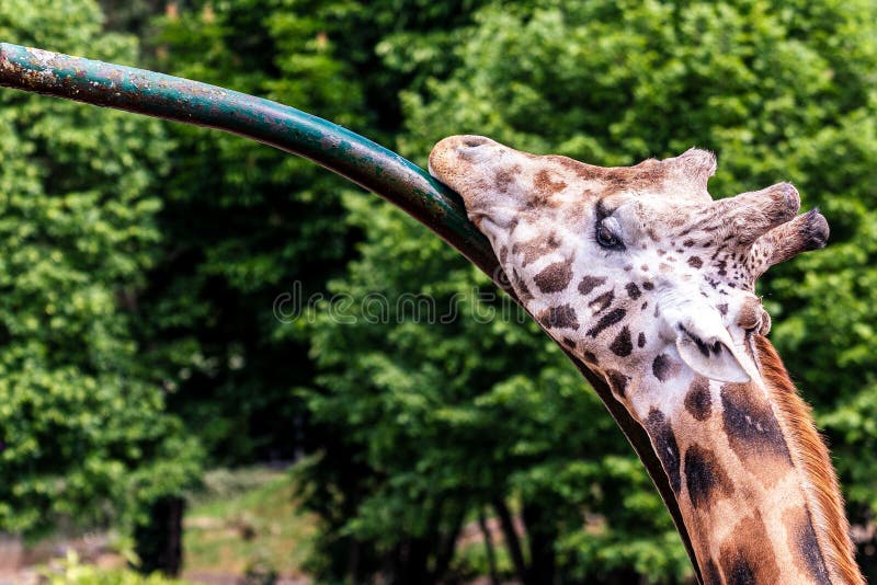 Closeup Shot of a Giraffe in a Zoo Stock Image - Image of natural ...