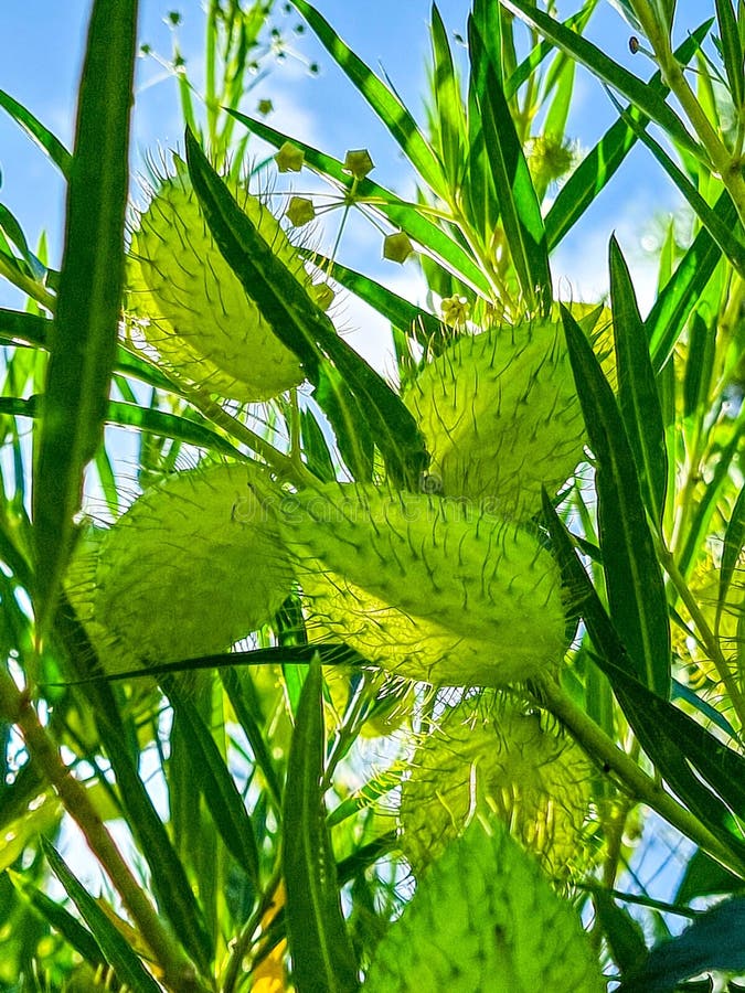 Closeup Shot of Gomphocarpus Fruticosus. Stock Image - Image of fruit ...