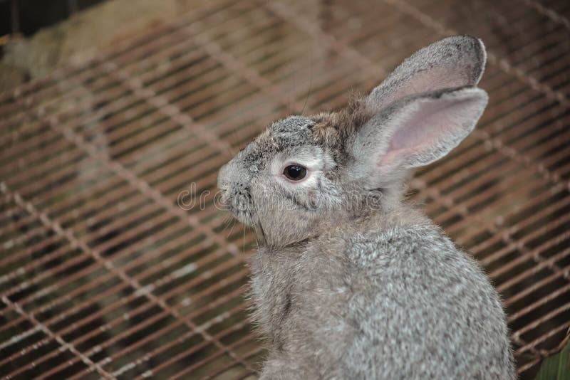 Closeup Shot of a Gray Bunny Inside a Cage Stock Image - Image of body ...