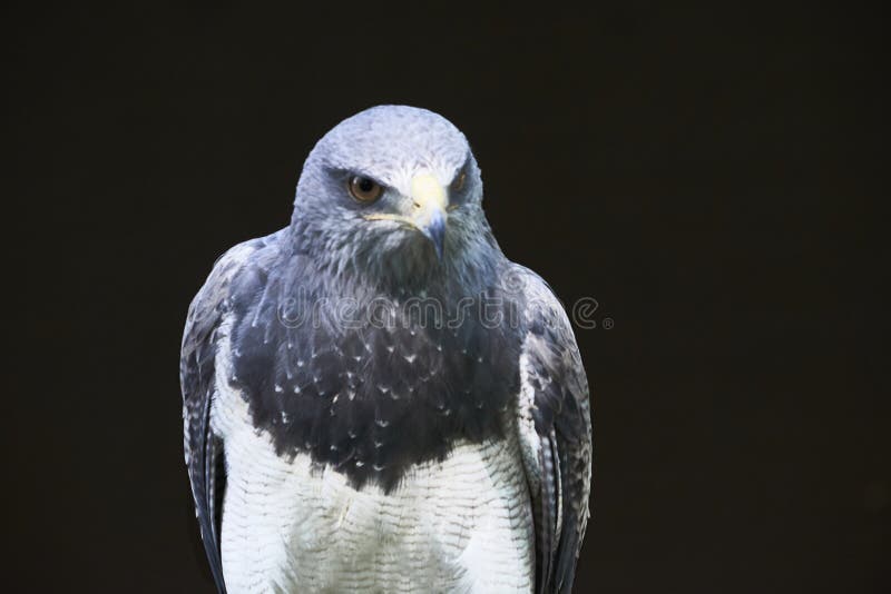 Closeup Shot of a Gray Buzzard Eagle Isolated on a Dark Background ...